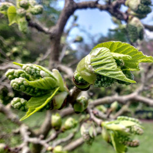 Mulberry Tree Bark Identification