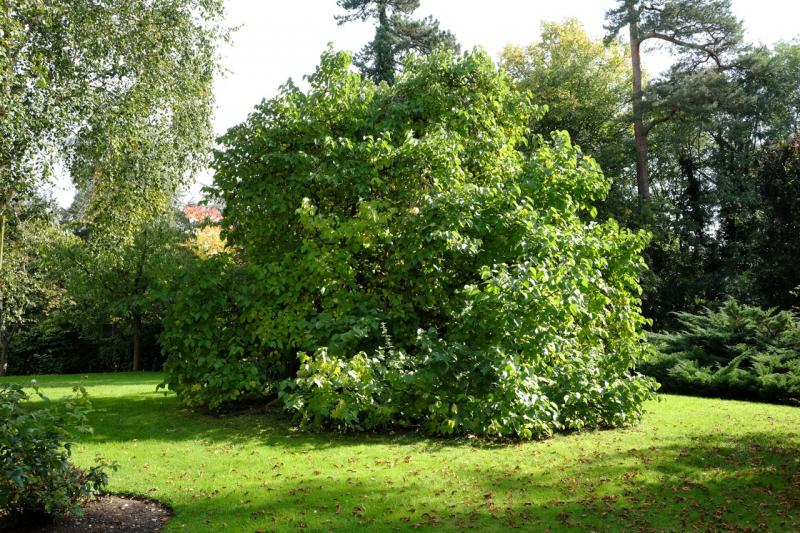 Mentmore-Bucks | Morus Londinium
