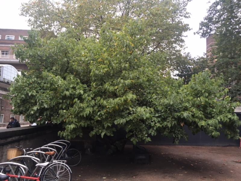 Torrington Square | Morus Londinium