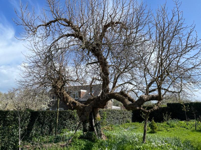 Mulberry House Brading | Morus Londinium