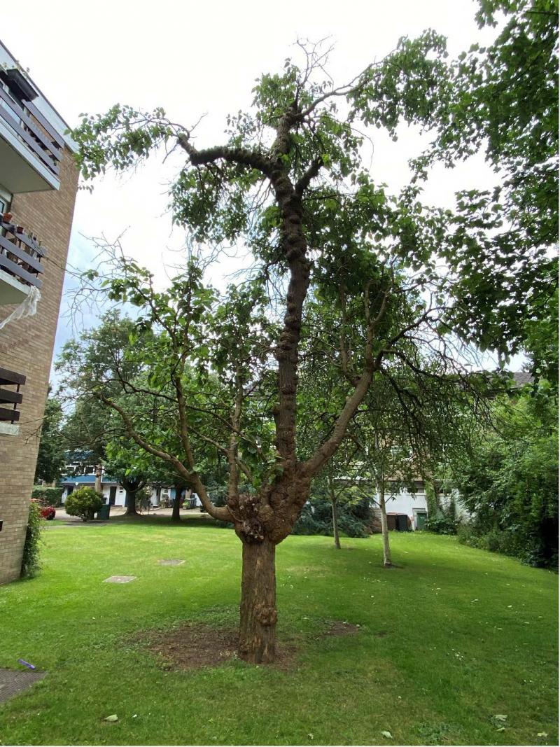 St Albans Abbots Park (smaller tree) | Morus Londinium
